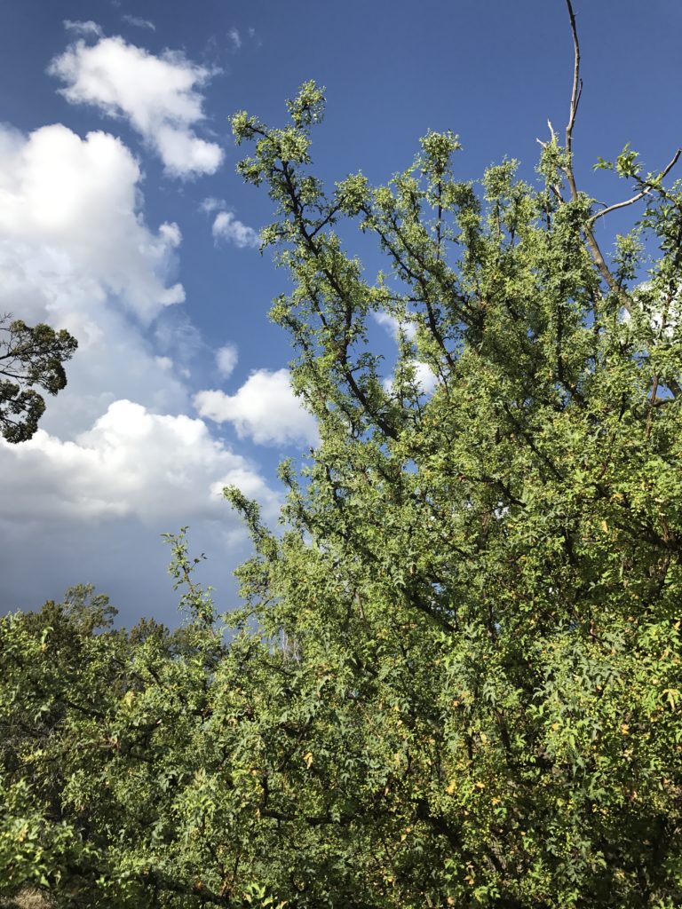 Algerita – The Daily Snake