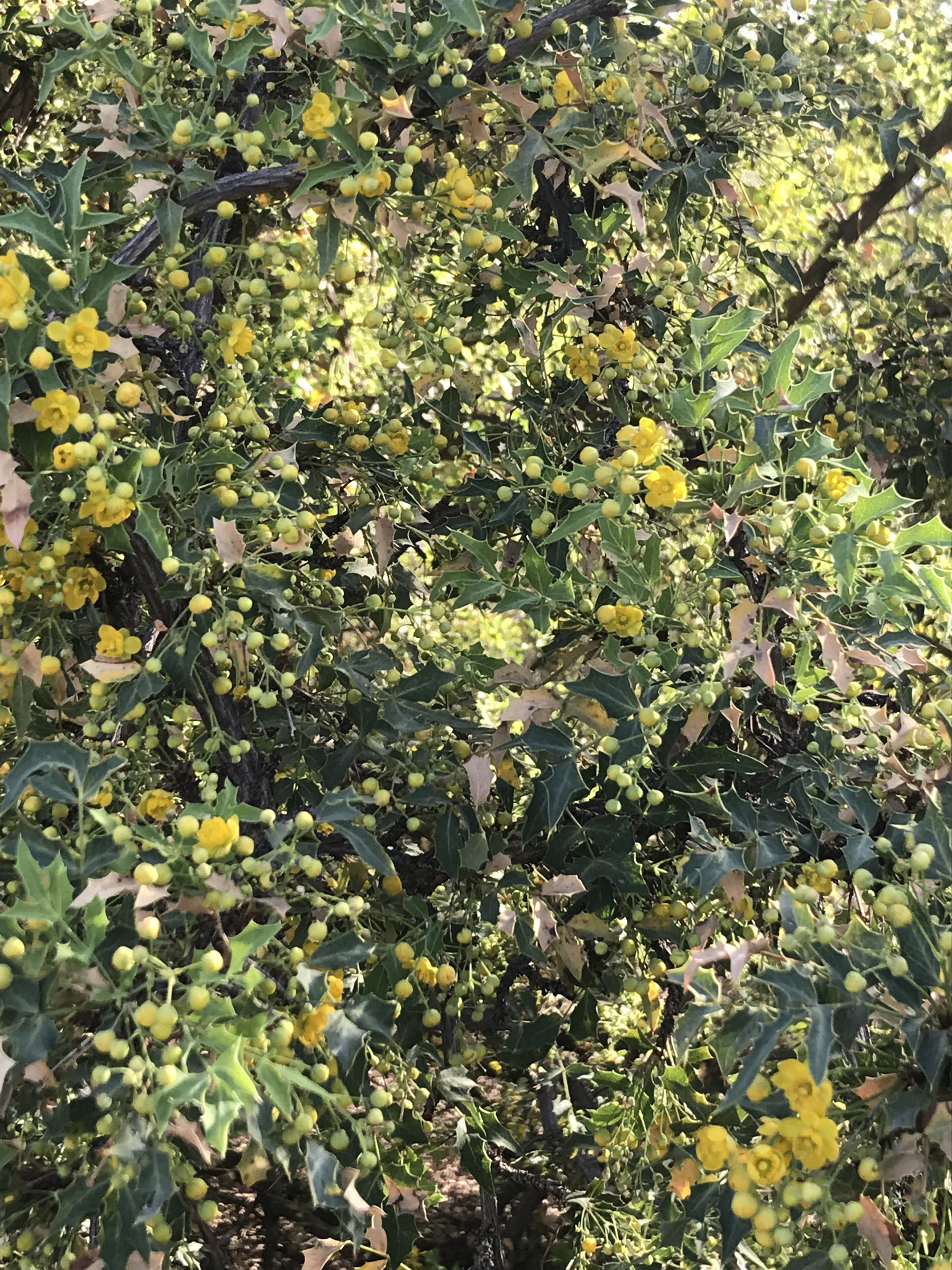 Algerita – The Daily Snake