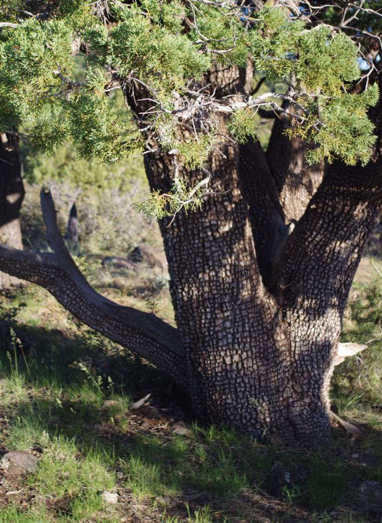 Juniperus deppeana – Alligator Juniper – The Daily Snake