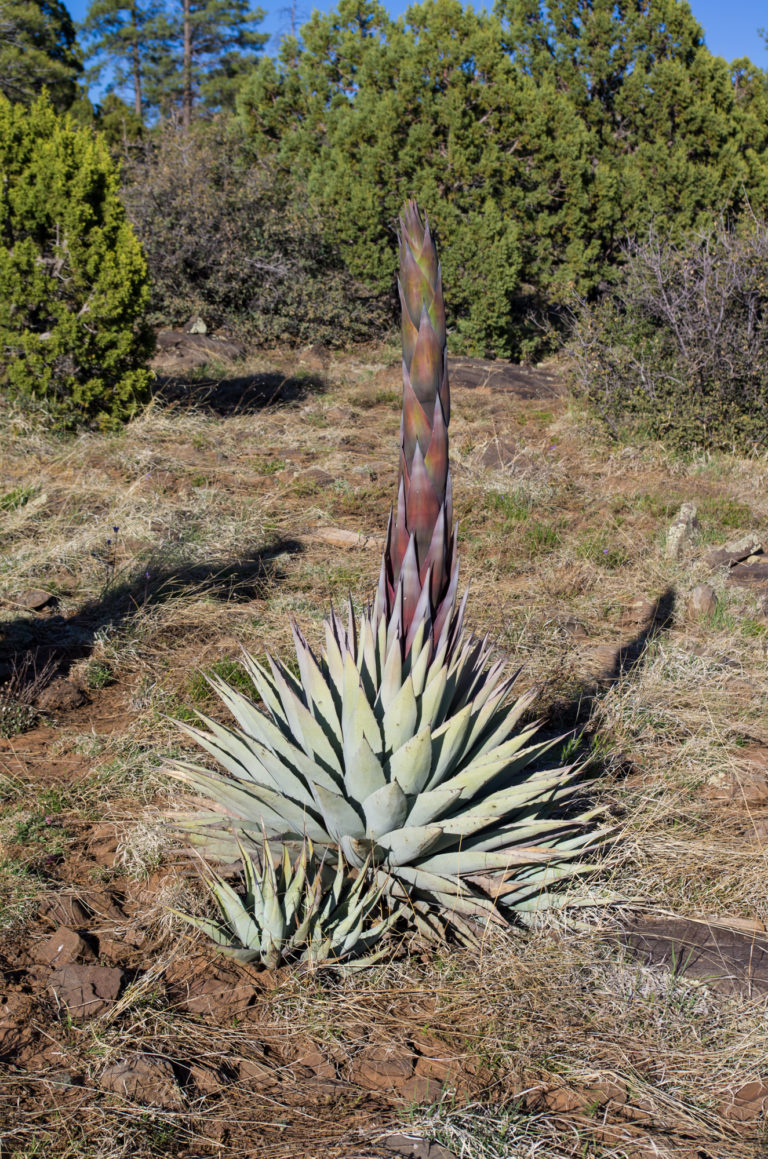 Agave parryi – The Daily Snake