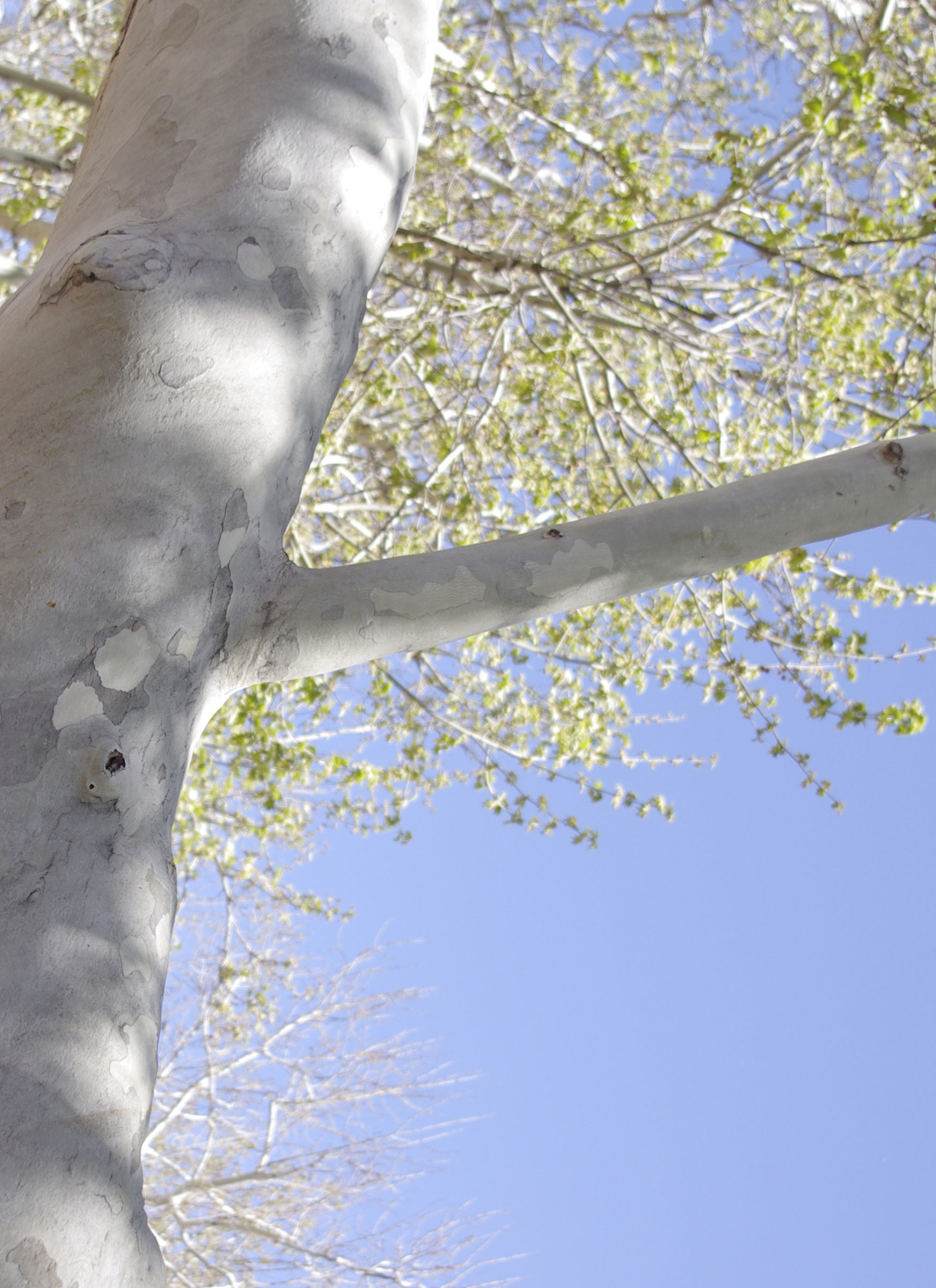 Platanus Wrightii – The Daily Snake